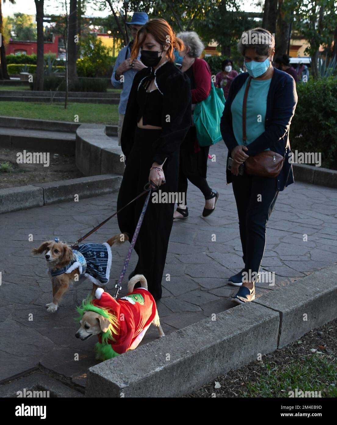 Oaxaca, Oaxaca, USA. 4th Dec, 2022. Costumed dogs are paraded through ...