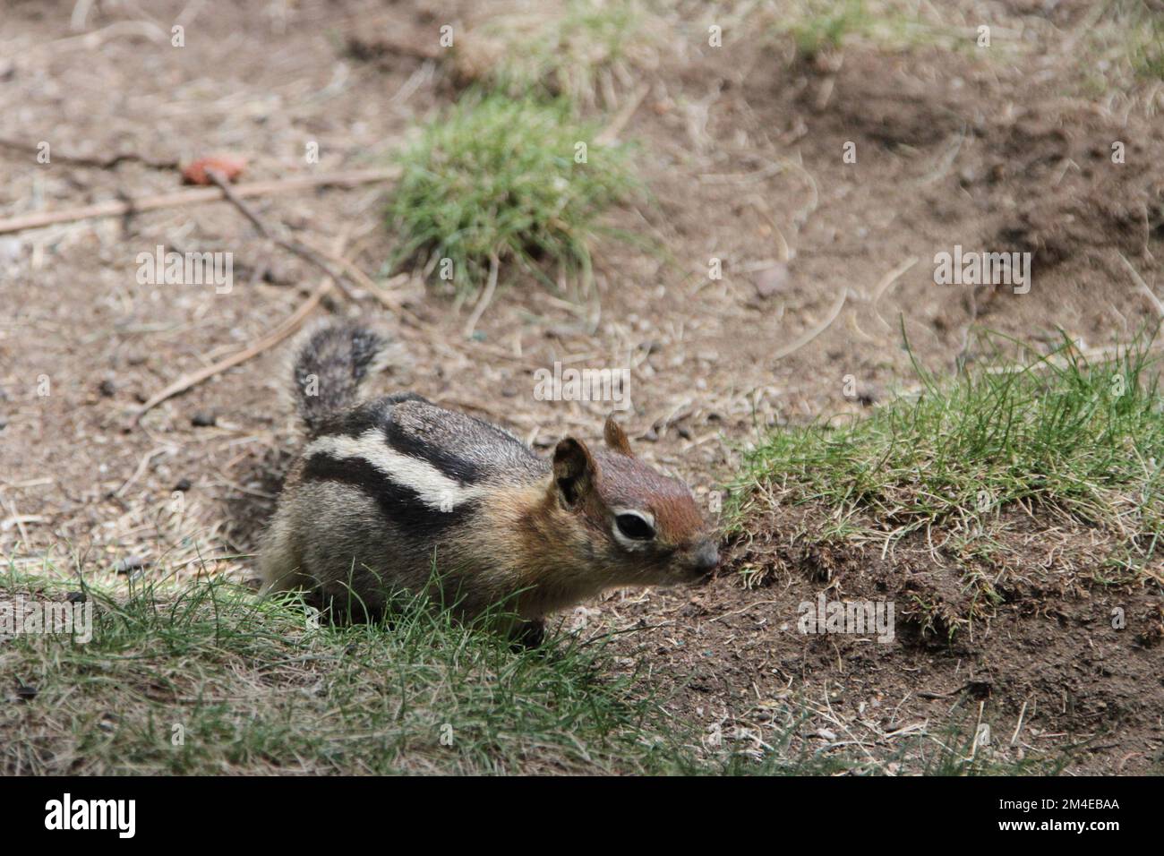View of chipmunks at bend wildlife preserve, bend, oregon Stock Photo ...
