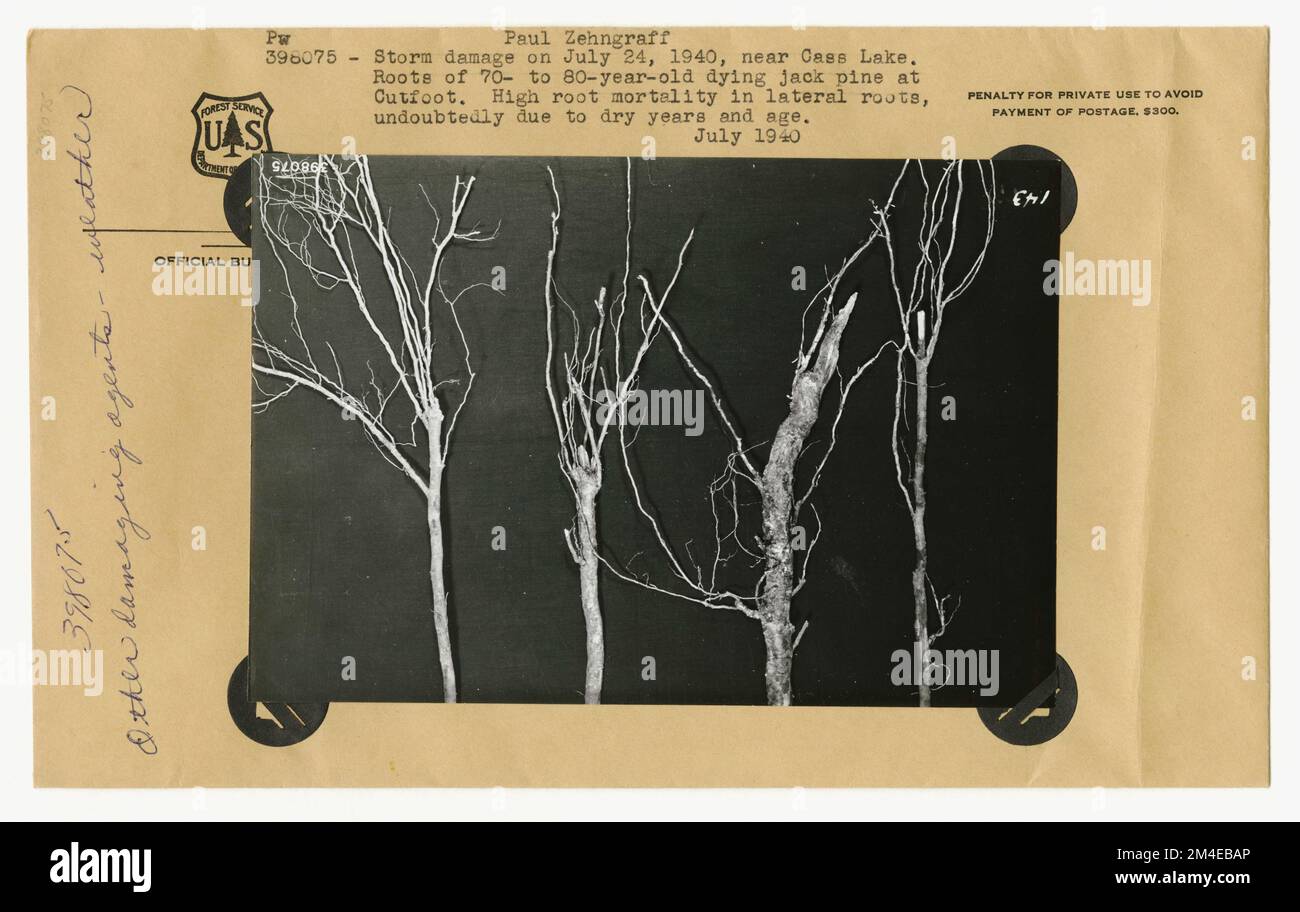Injured Trees: General. Photographs Relating to National Forests ...