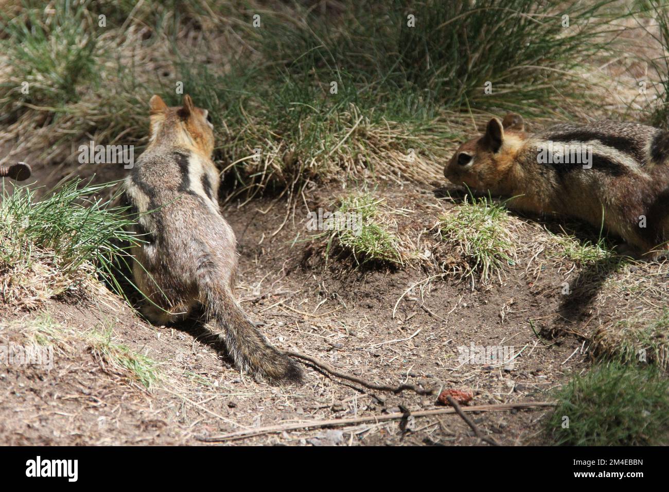 View of chipmunks at bend wildlife preserve, bend, oregon Stock Photo ...