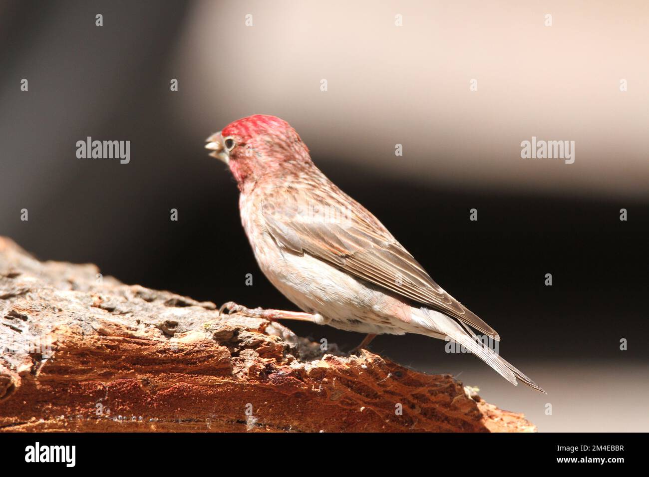 Red finch at wildlife reserve Stock Photo - Alamy