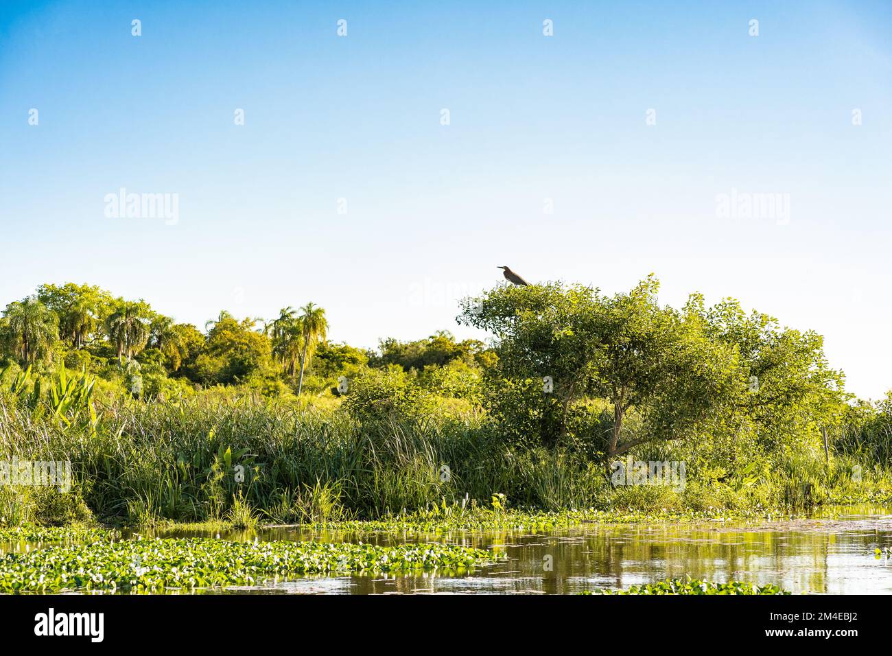 A big bird perched on a tree in the Ibera lagoon, Ibera Wetlands ...