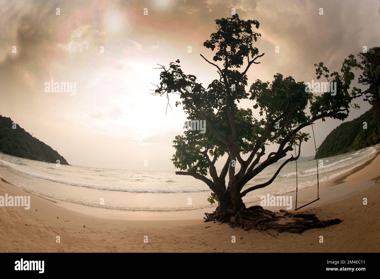 Tree and swings on beach Stock Photo - Alamy