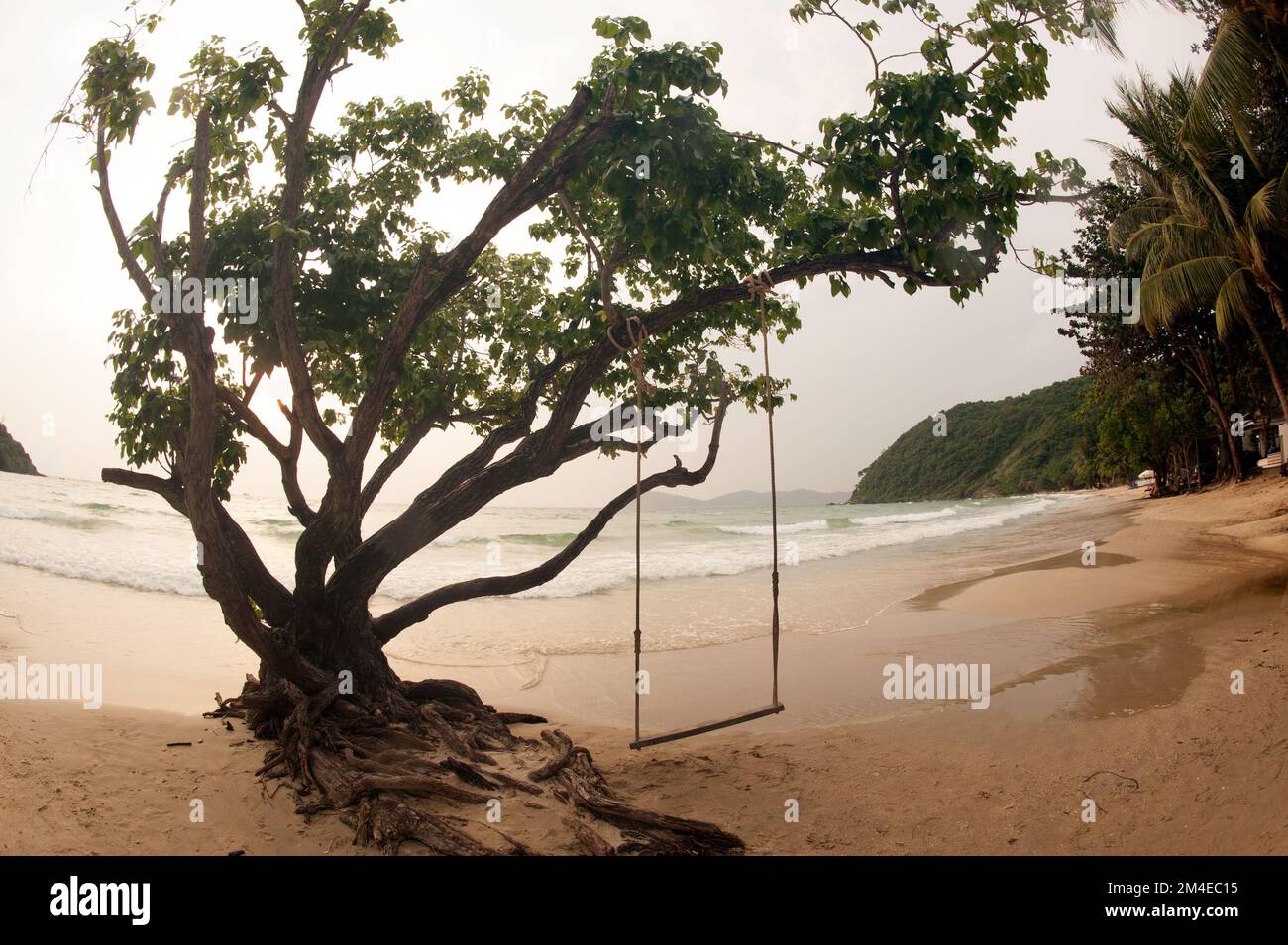 Tree and swings on beach Stock Photo - Alamy