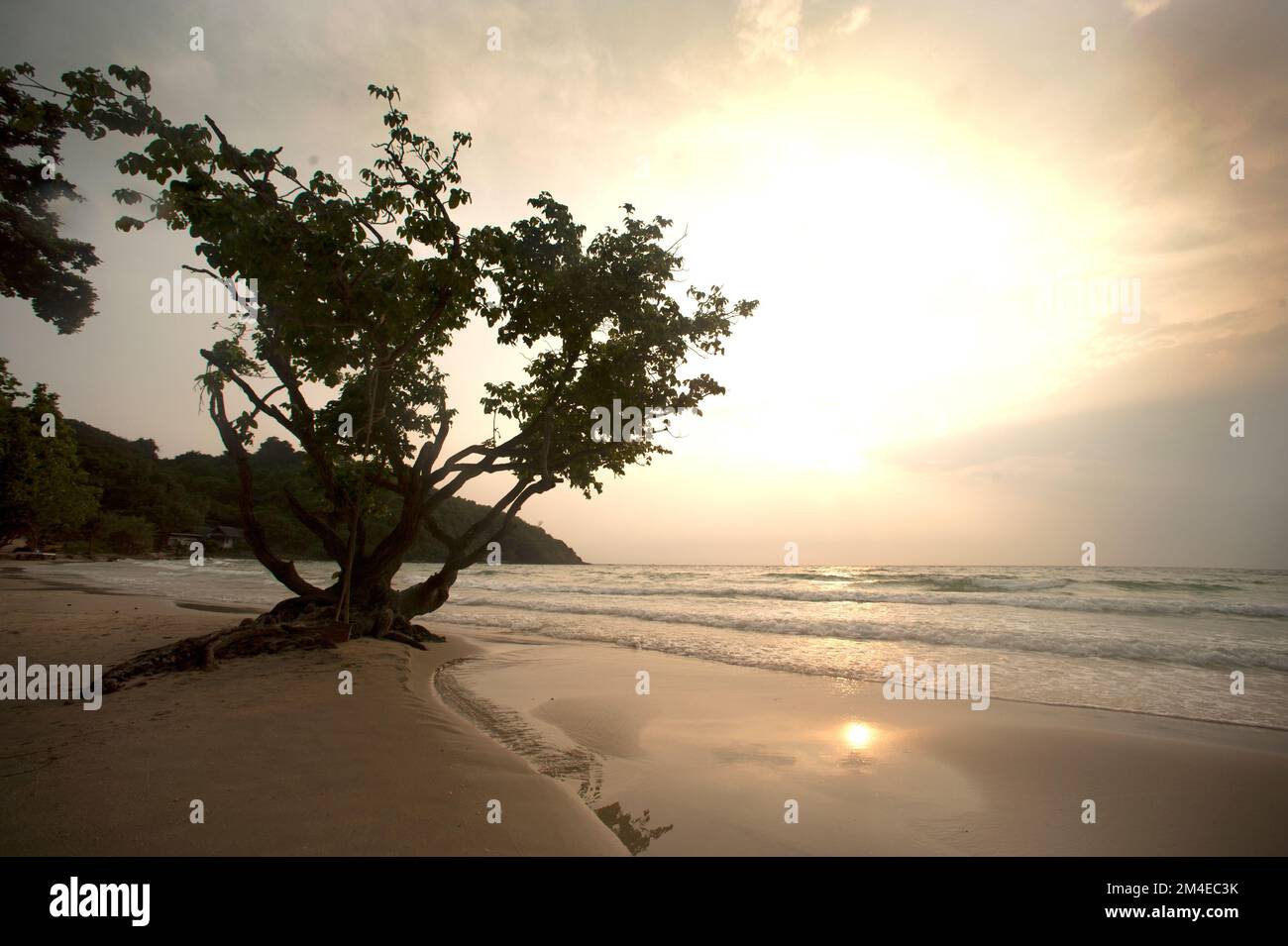 Tree and swings on beach Stock Photo - Alamy