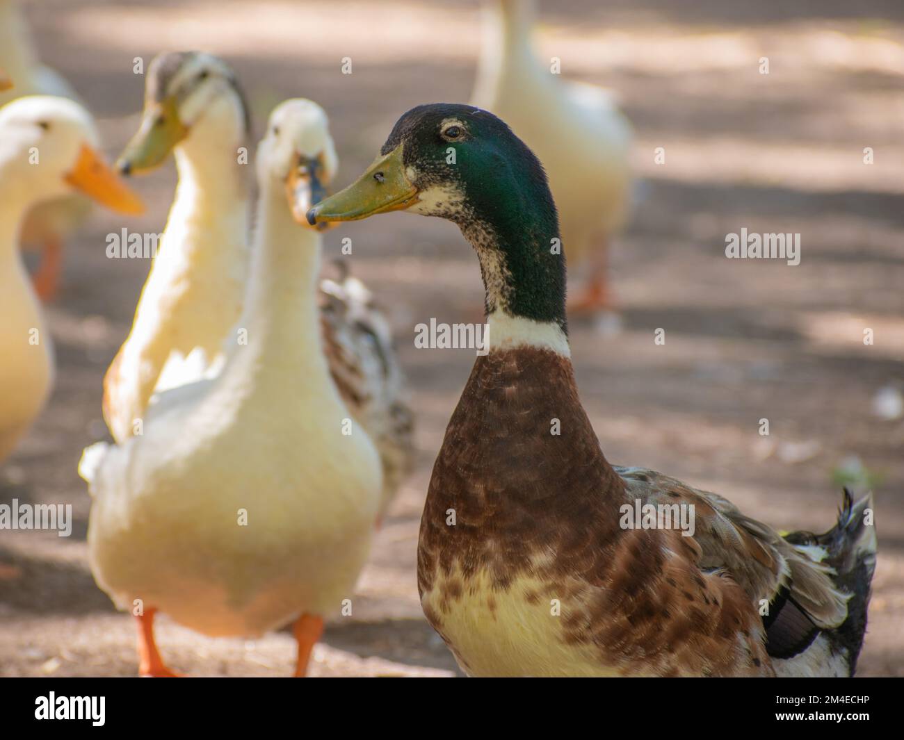 Group of ducks Stock Photo - Alamy