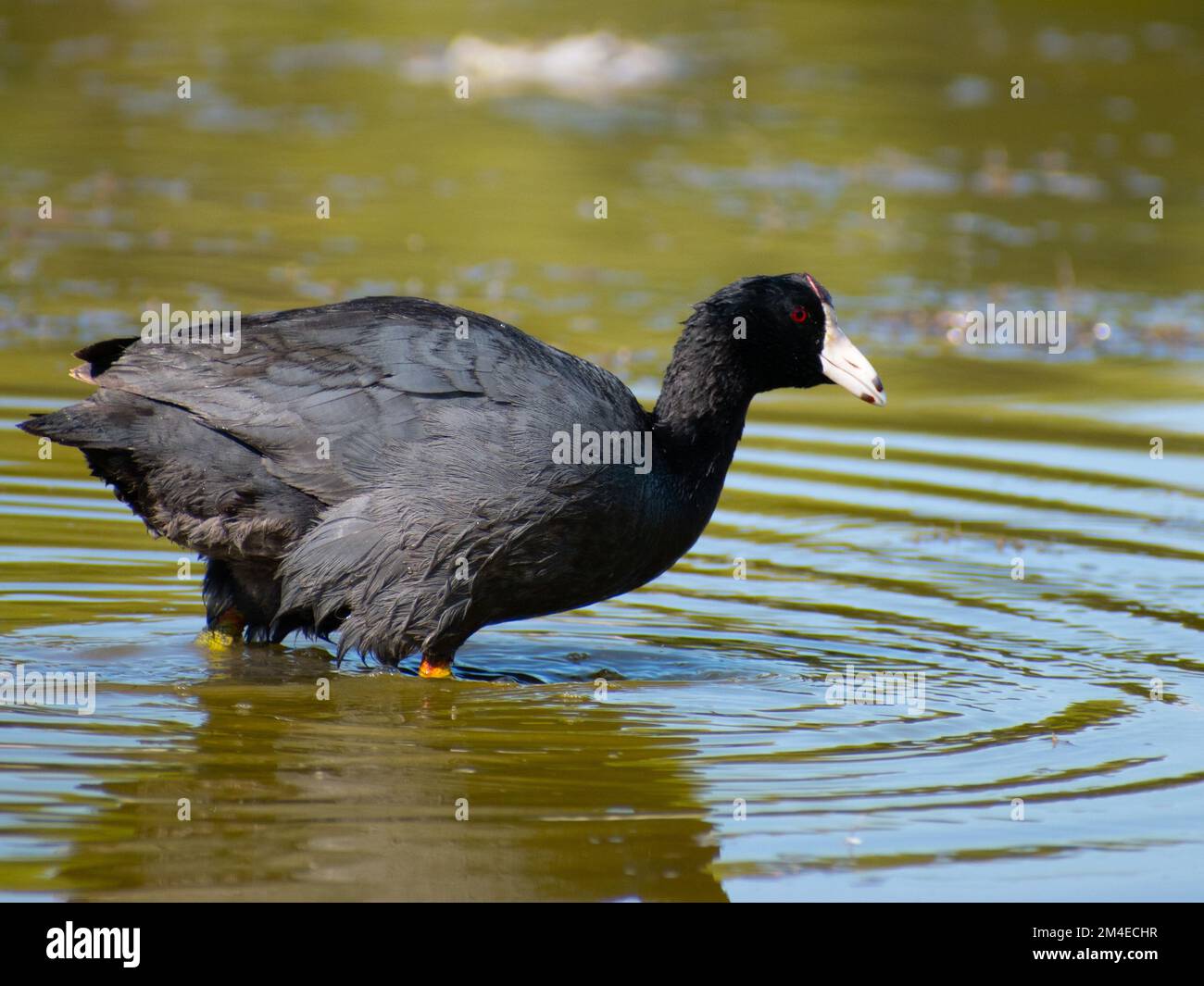 american coot swiming Stock Photo - Alamy