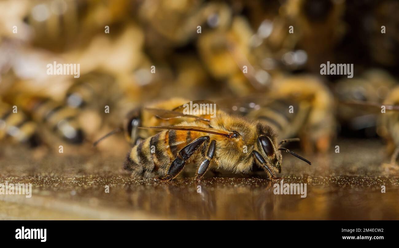 A selective shot of a honey bee Stock Photo - Alamy