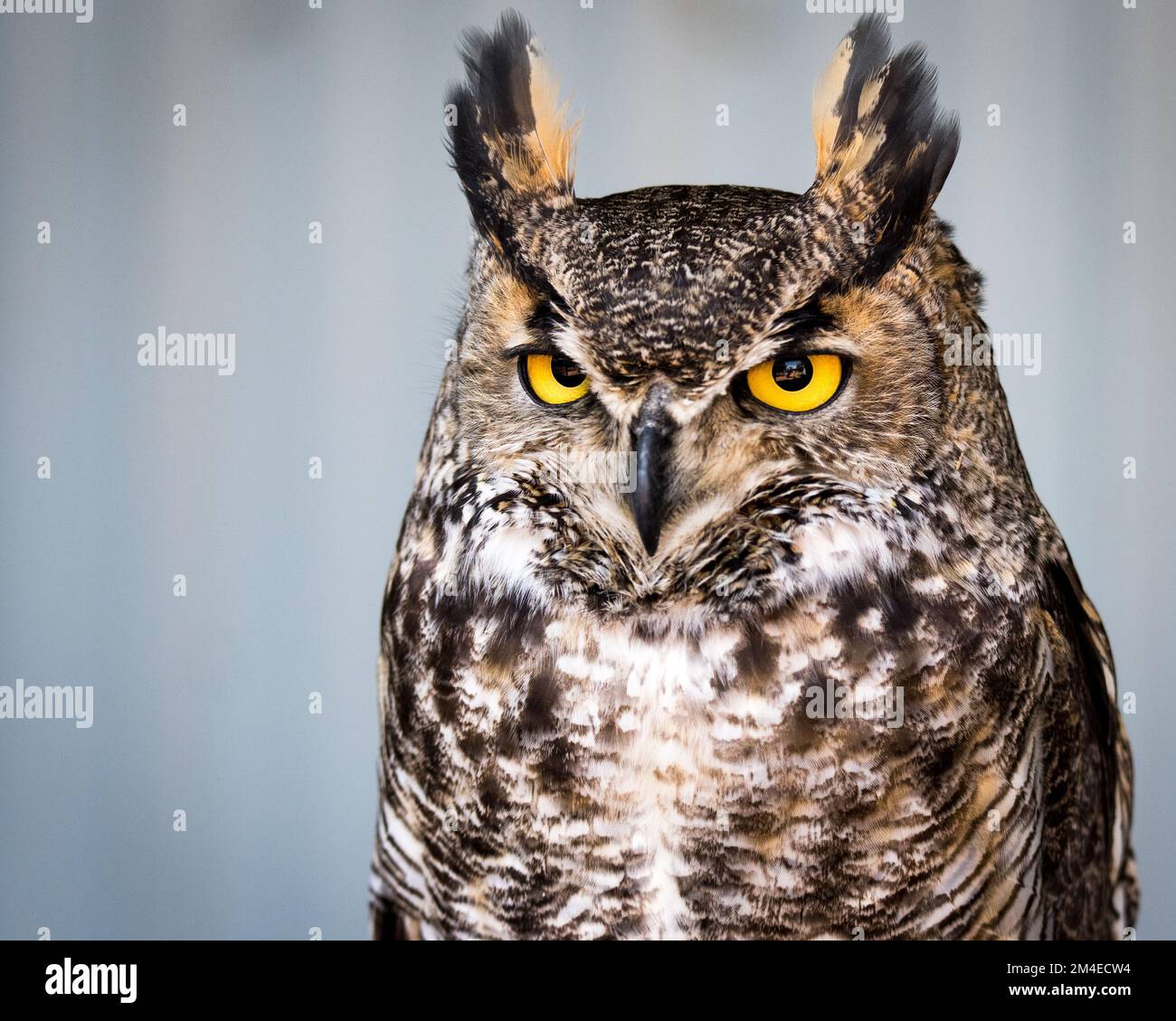 A beautiful portrait of a great horned owl Stock Photo - Alamy