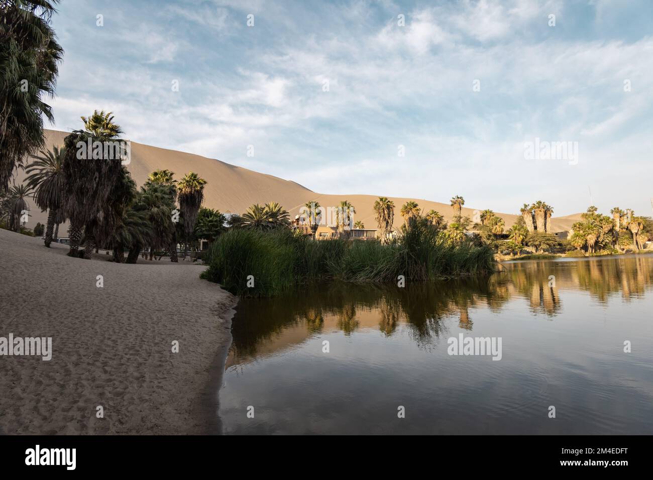 Beautiful Oasis Scenery