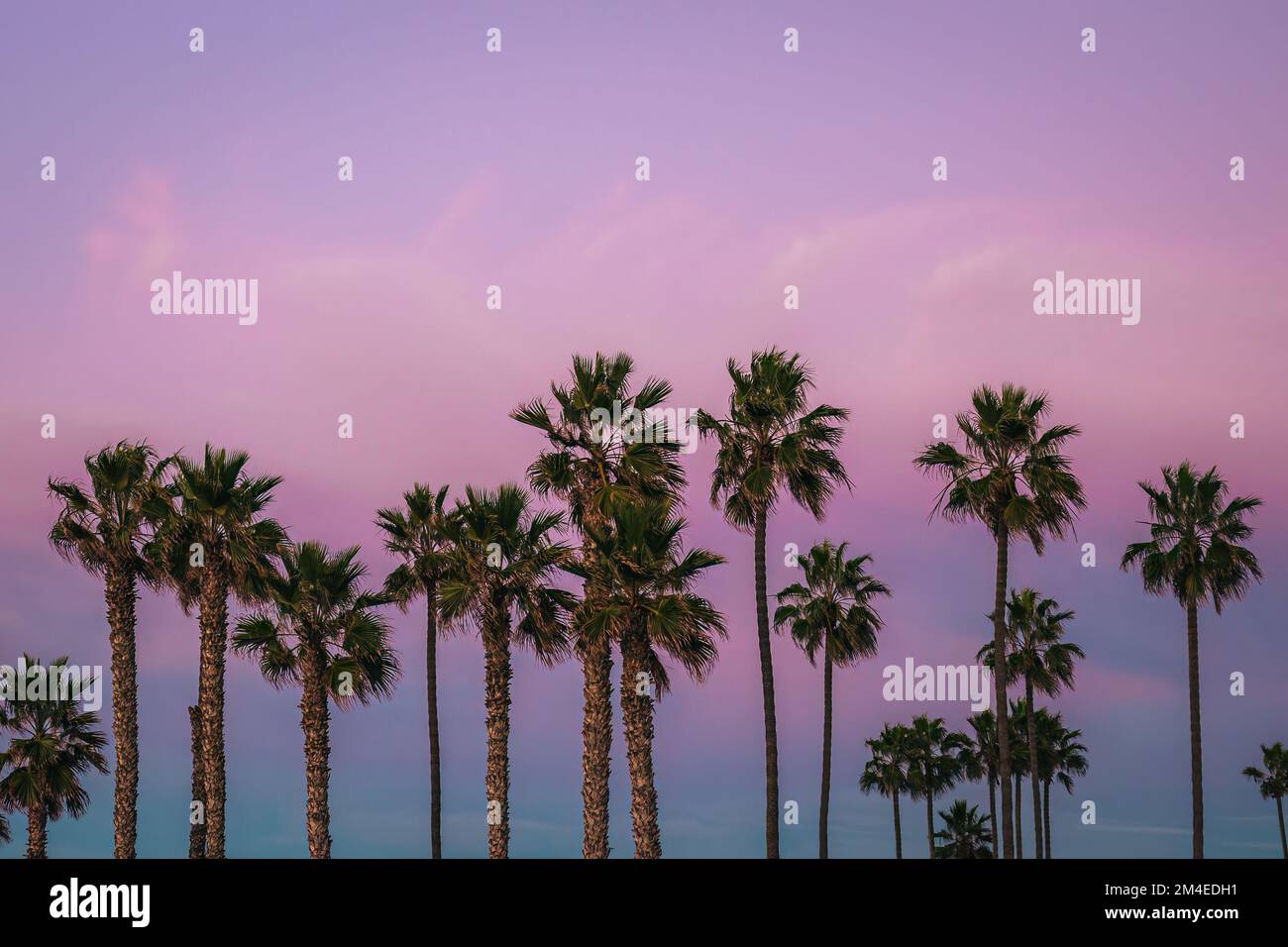 Pink clouds palm trees hi-res stock photography and images - Alamy