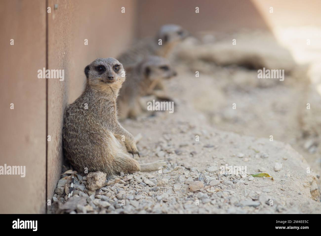 A funny cute meerkat with other meerkats on a blurred background on the ...