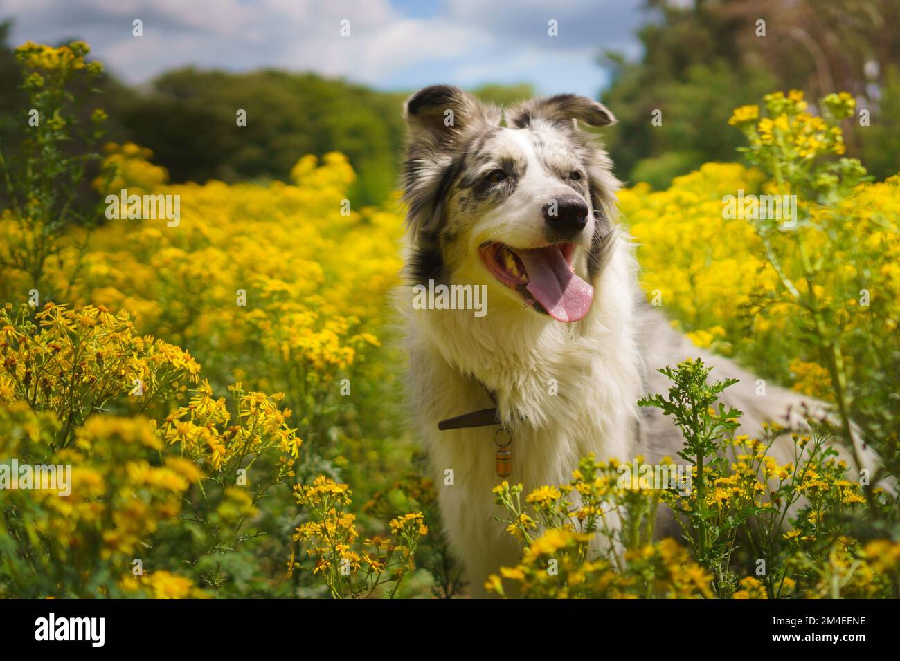 Australian rapeseed hi-res stock photography and images - Alamy
