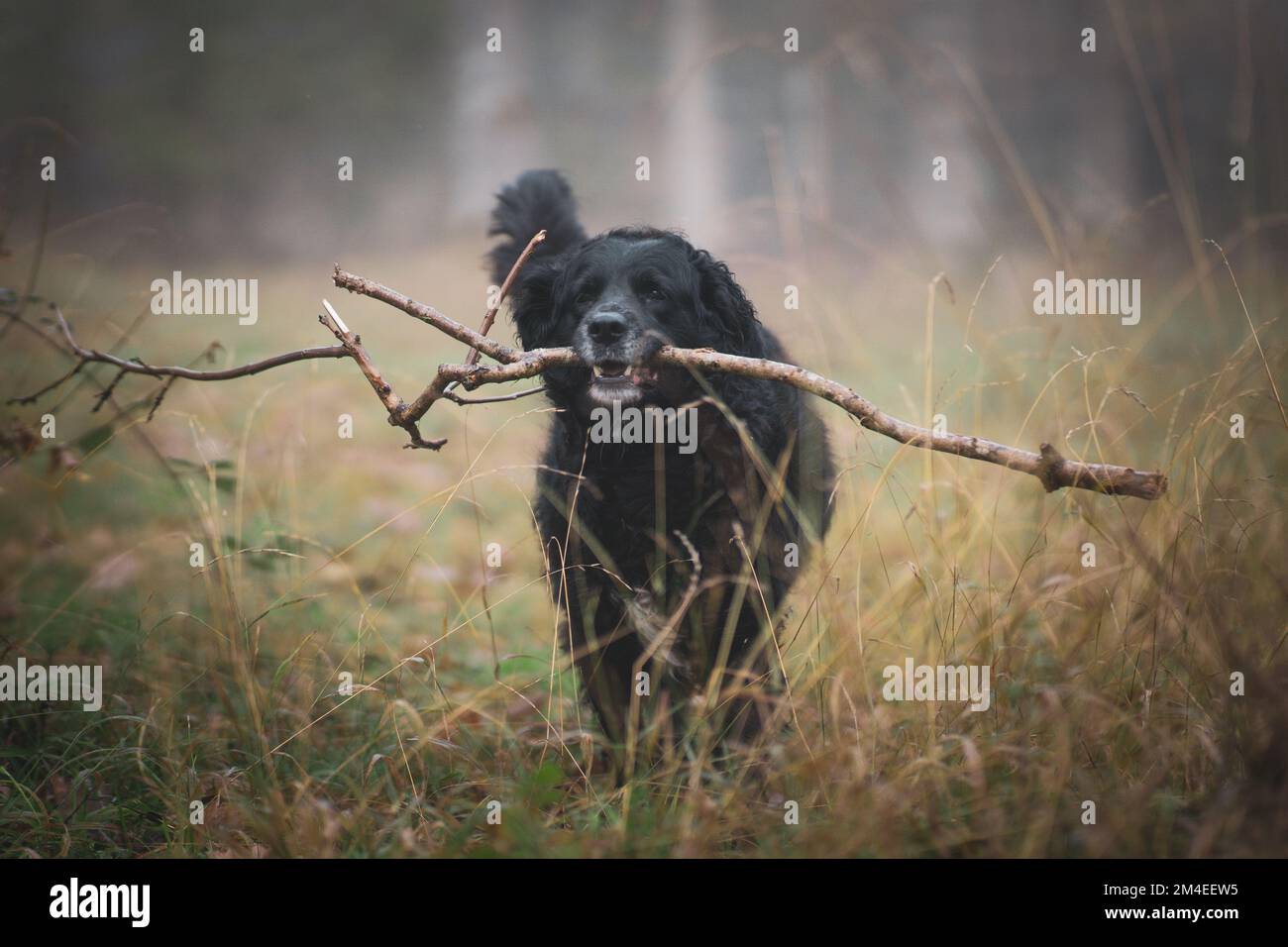 A black Australian Shepherd carrying a branch Stock Photo - Alamy