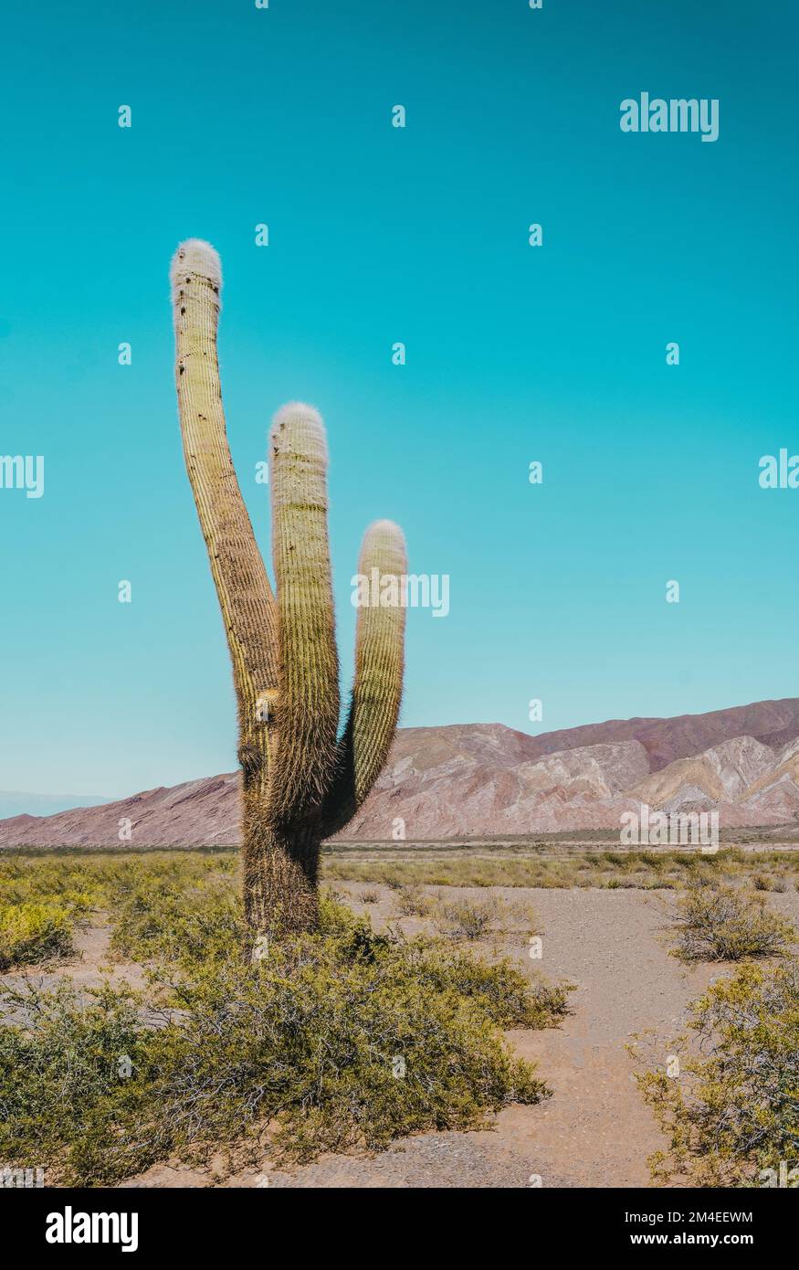 Minimal vertical picture of a giant cardon cactus (Echinopsis ...