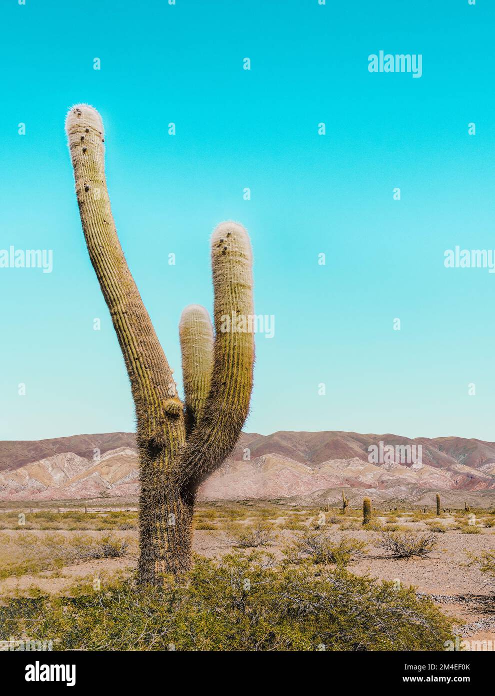 Minimal vertical picture of a giant cardon cactus (Echinopsis ...
