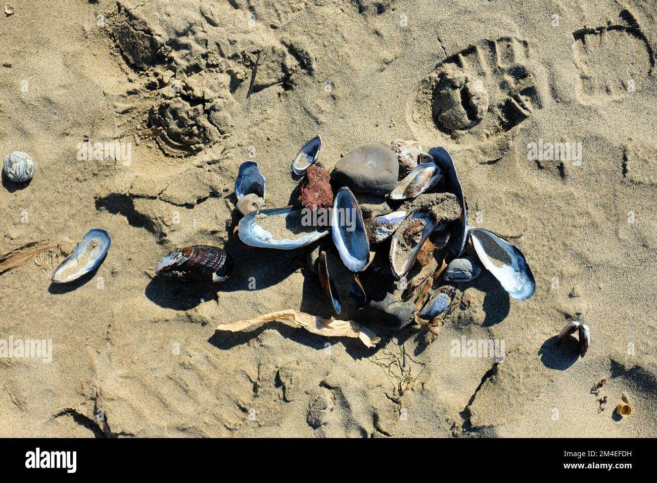 Open California mussels (Mytilus californianus); large edible bivalve ...