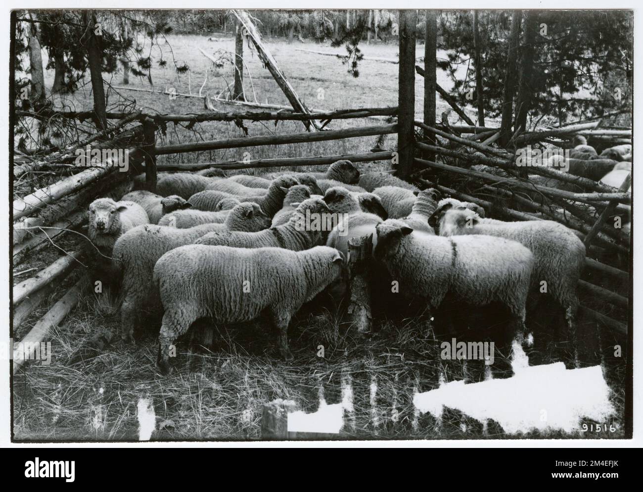 Livestock Sheep. Photographs Relating to National Forests, Resource ...