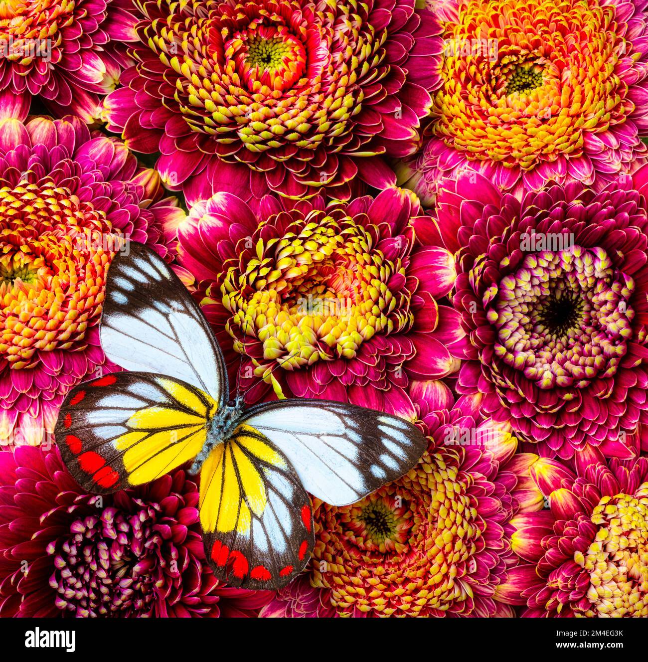 Exotic Butterfly On Gerbera Daisies Stock Photo - Alamy