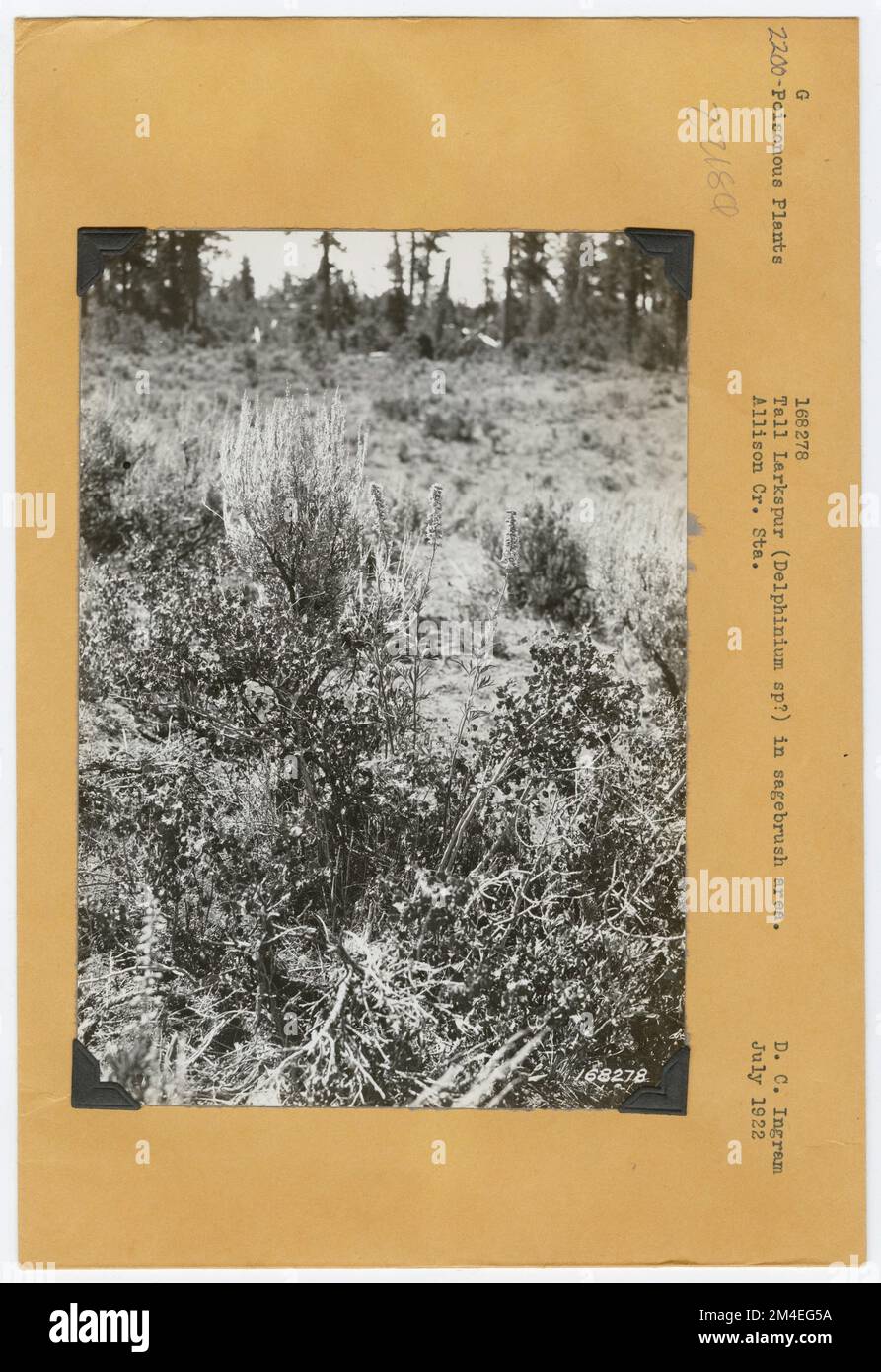 Other Plants: Poisonous and Noxious. Photographs Relating to National ...