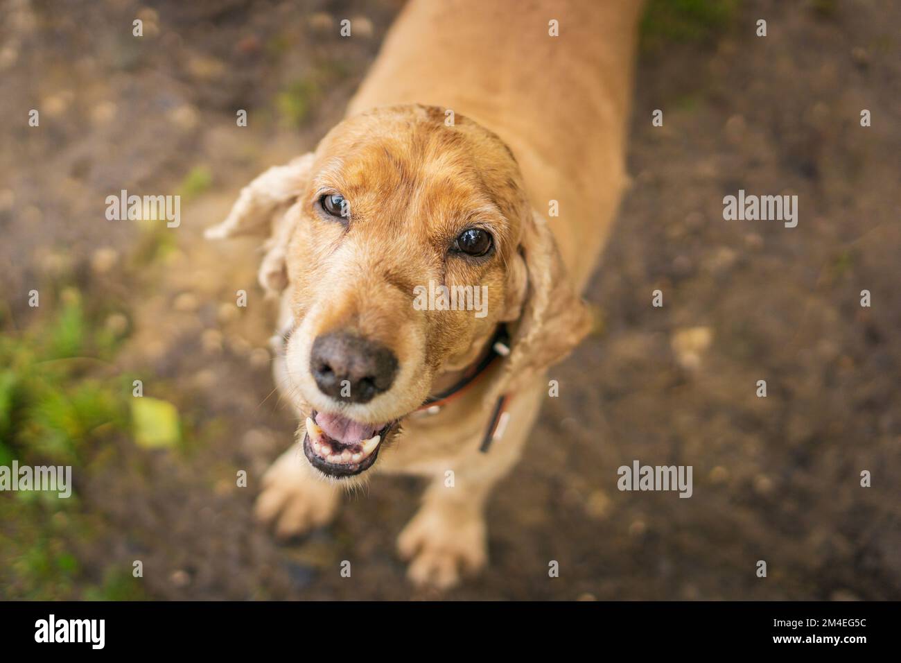 A cute brown dog looking up Stock Photo - Alamy