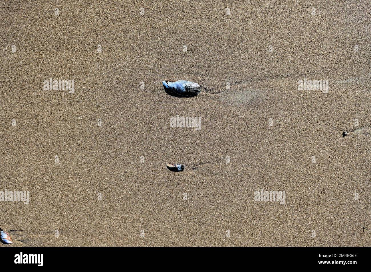 California mussel (Mytilus californianus); large edible bivalve mollusk ...