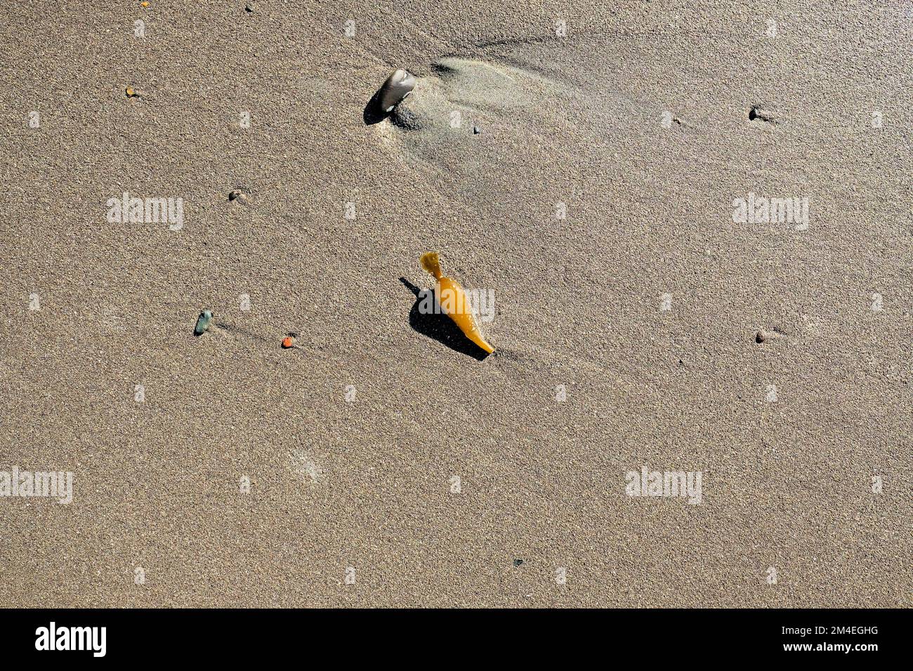 Bull kelp seaweed on beach hi-res stock photography and images - Alamy