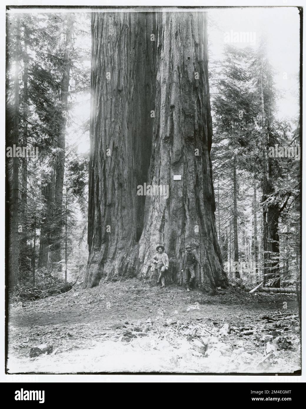Historical: Trees. Photographs Relating to National Forests, Resource ...