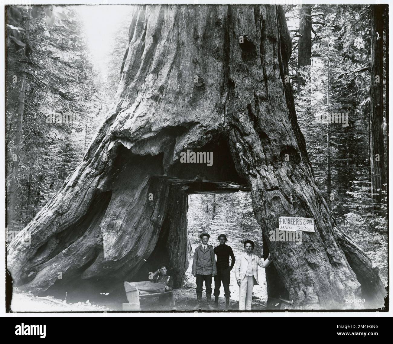 Historical: Trees. Photographs Relating to National Forests, Resource ...