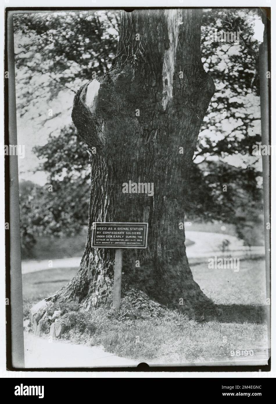 Historical: Trees. Photographs Relating to National Forests, Resource ...
