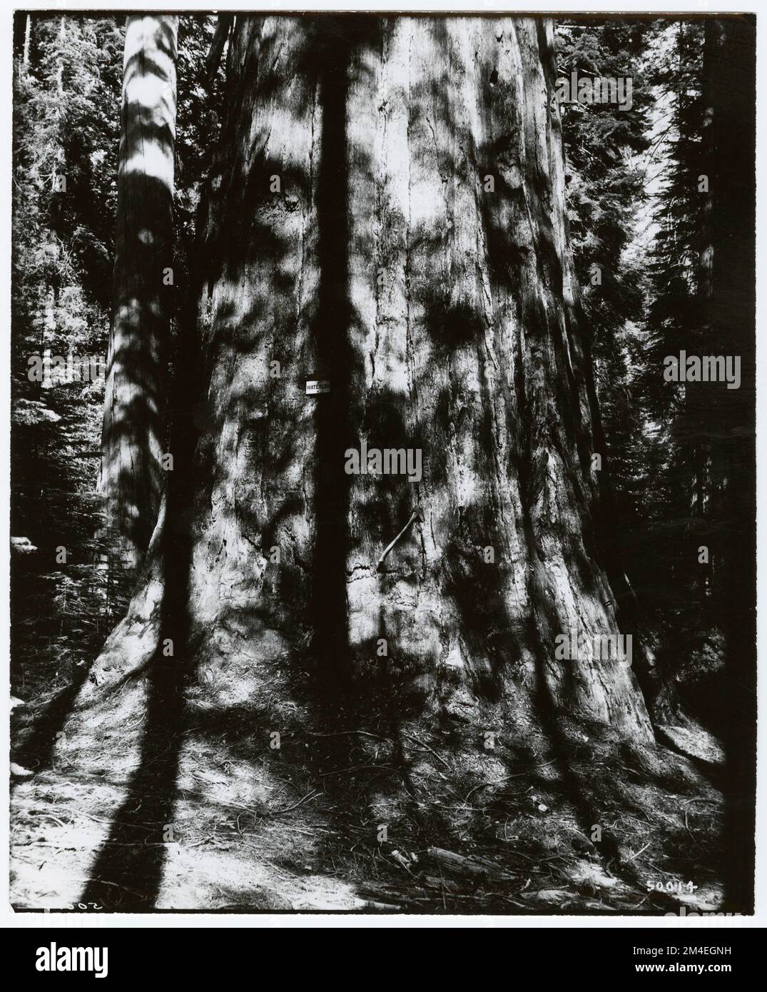 Historical: Trees. Photographs Relating to National Forests, Resource ...
