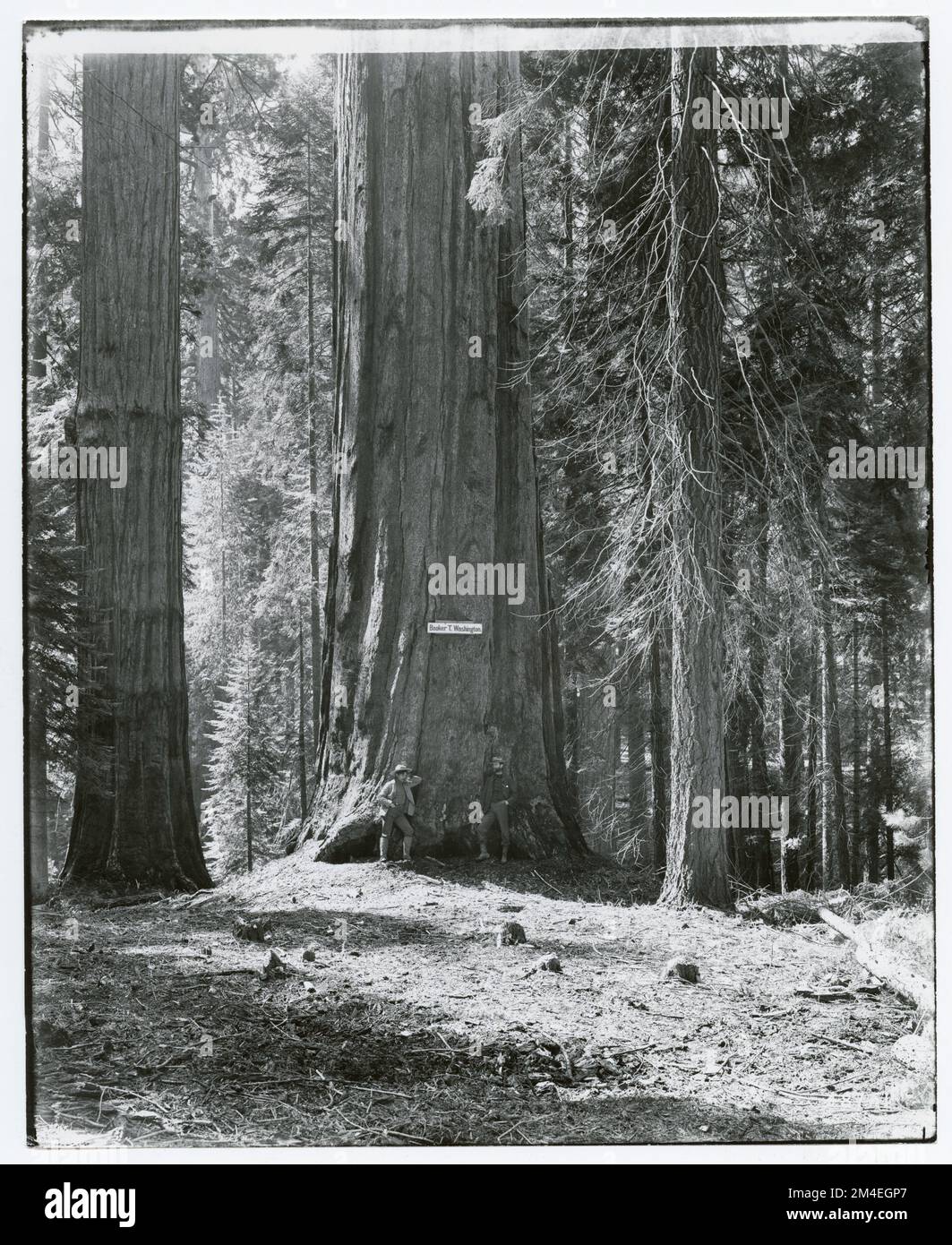 Historical: Trees. Photographs Relating to National Forests, Resource ...