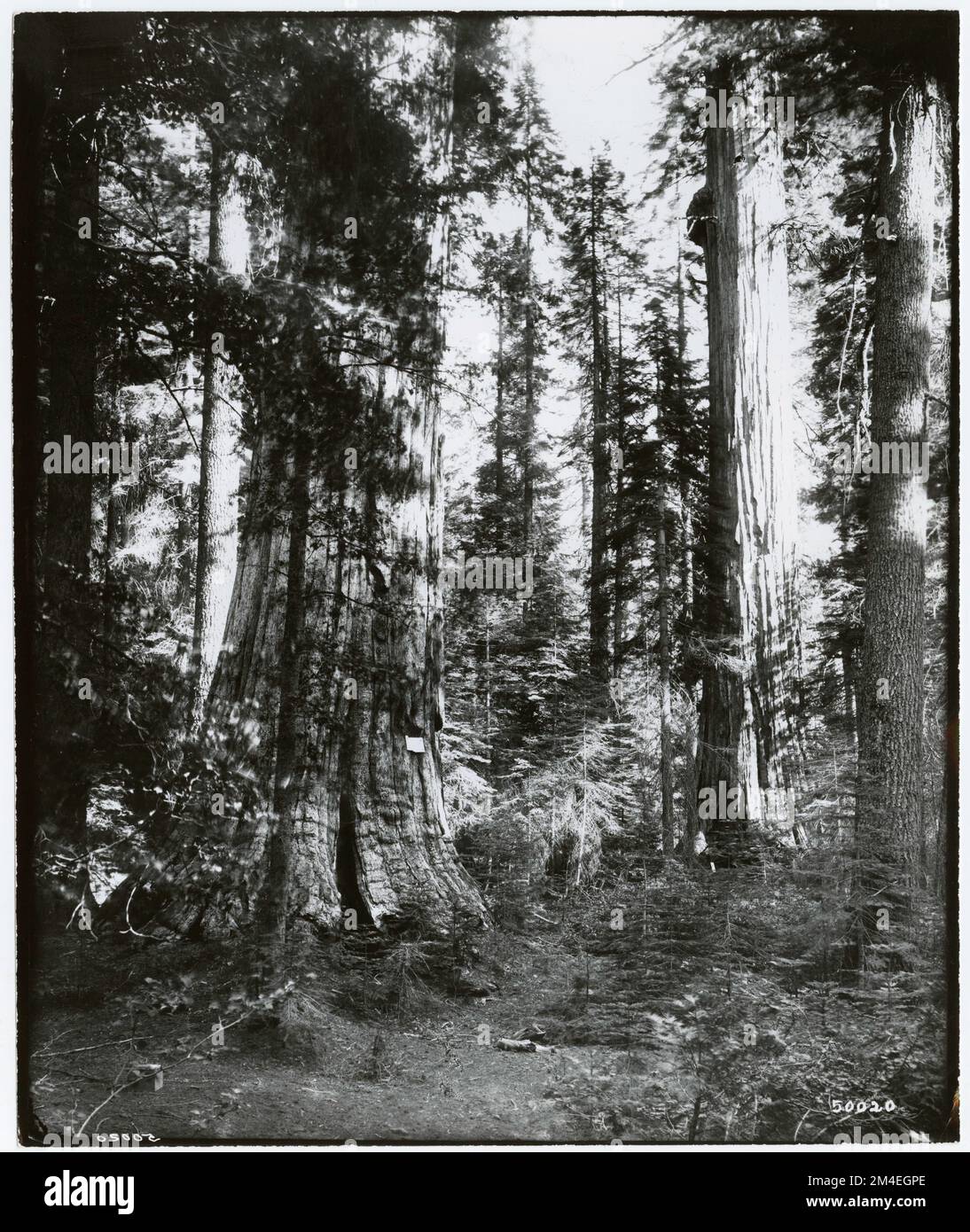 Historical: Trees. Photographs Relating to National Forests, Resource ...