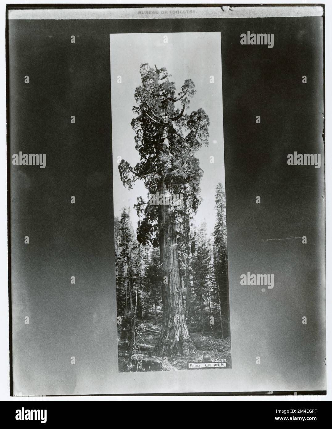 Historical: Trees. Photographs Relating to National Forests, Resource ...