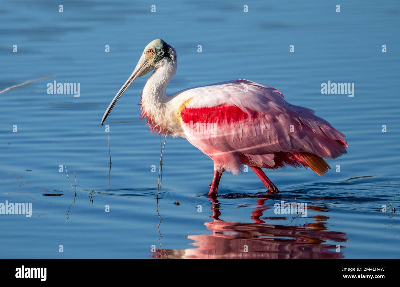 Roseate spoonnbill at Merritt Island National Wildlife Refuge Stock ...
