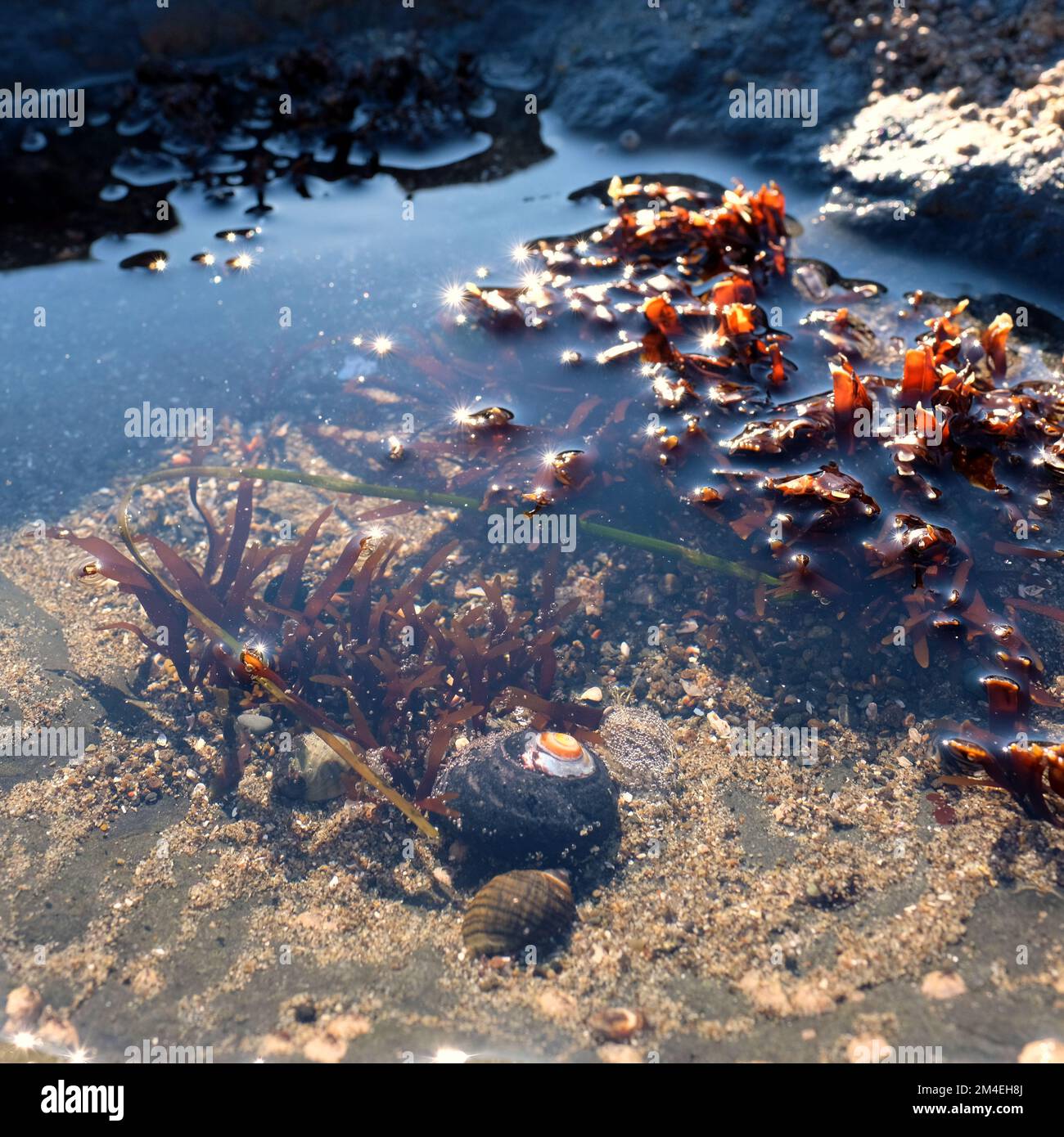 Seaweed, shells and sea snail in a shallow tide pool with glistening ...