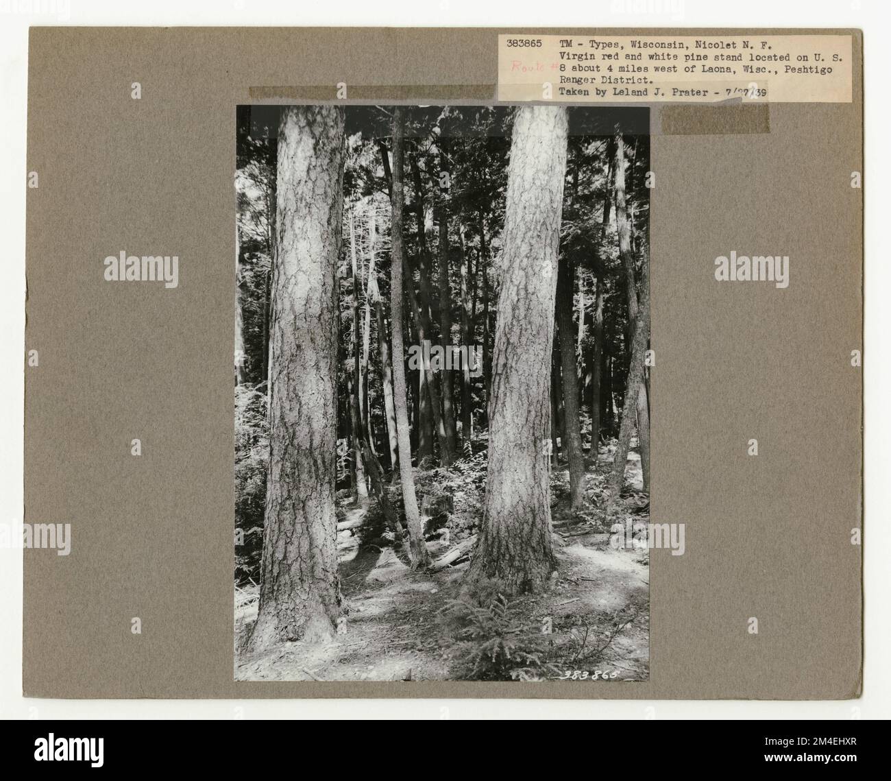 Timber Management: Types - Wisconsin. Photographs Relating to National ...