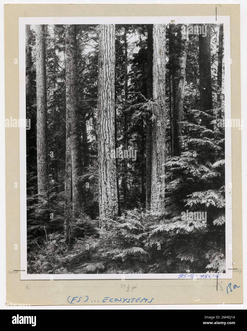 Timber Management: Types - Washington. Photographs Relating to National ...