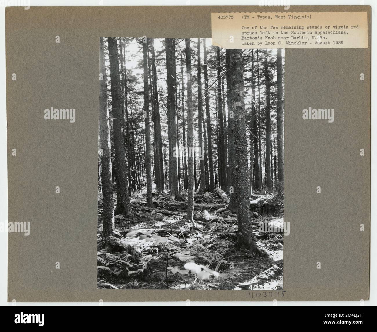 Timber Management: Types - West Virginia. Photographs Relating to ...