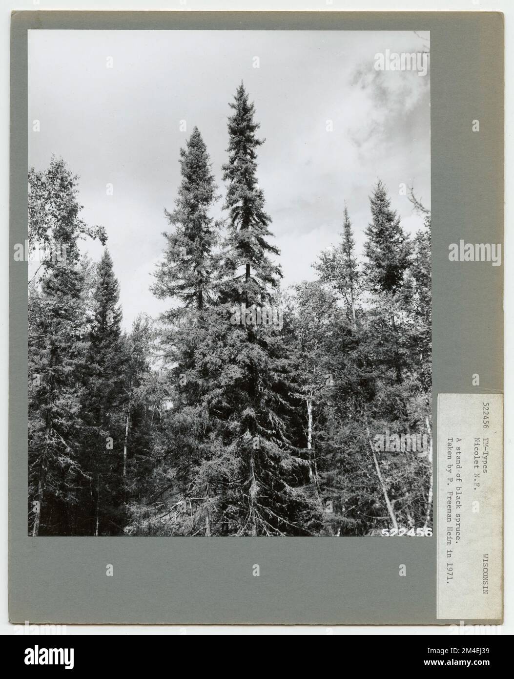 Timber Management: Types - Wisconsin. Photographs Relating to National ...