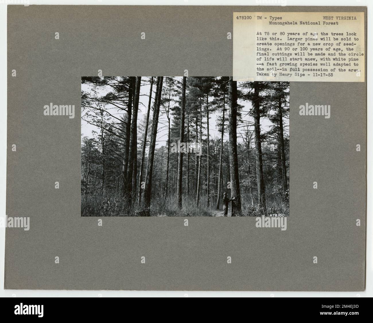 Timber Management: Types - West Virginia. Photographs Relating to ...