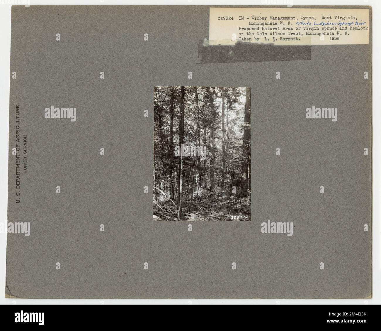 Timber Management: Types - West Virginia. Photographs Relating to ...