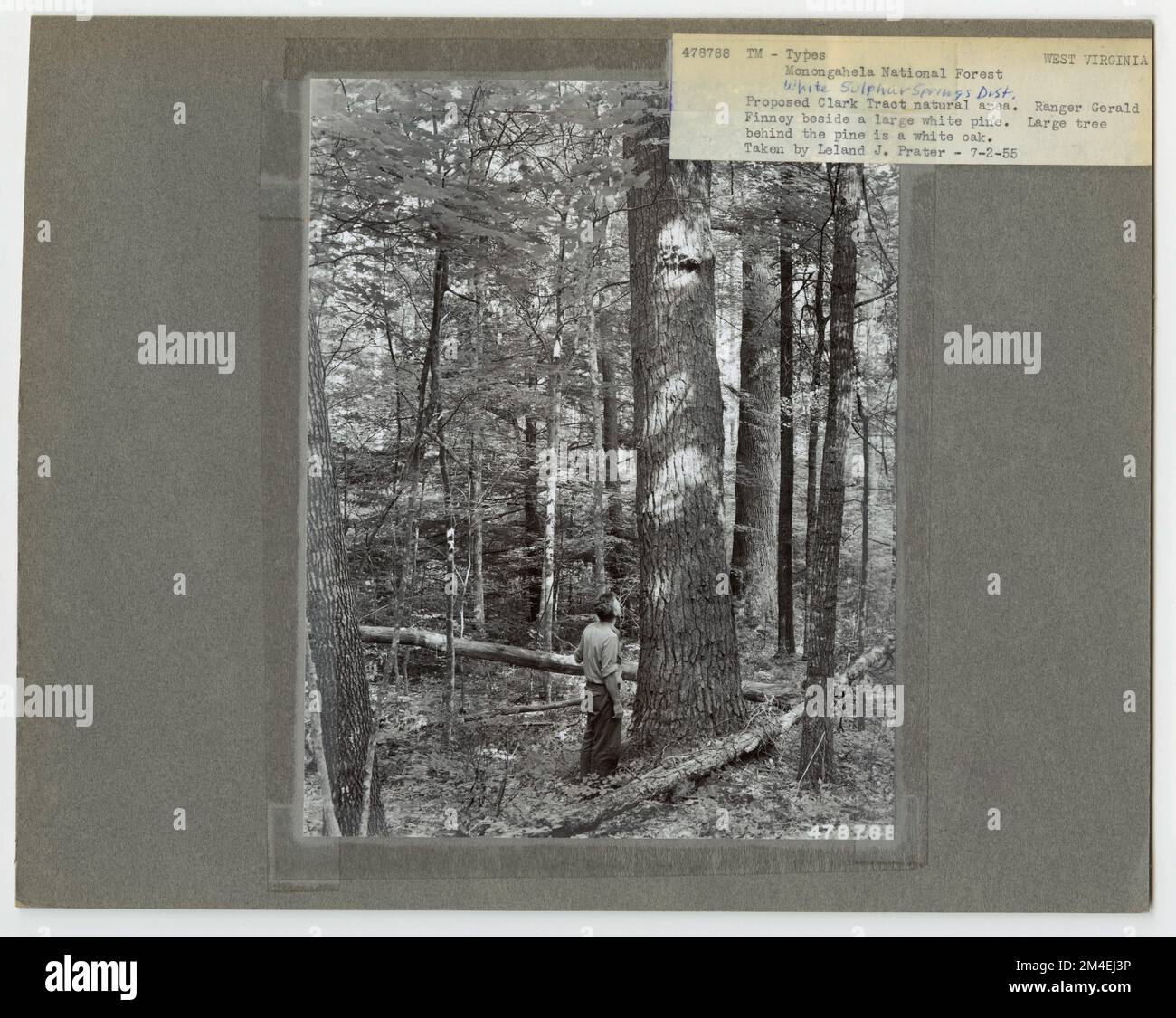Timber Management: Types - West Virginia. Photographs Relating to ...