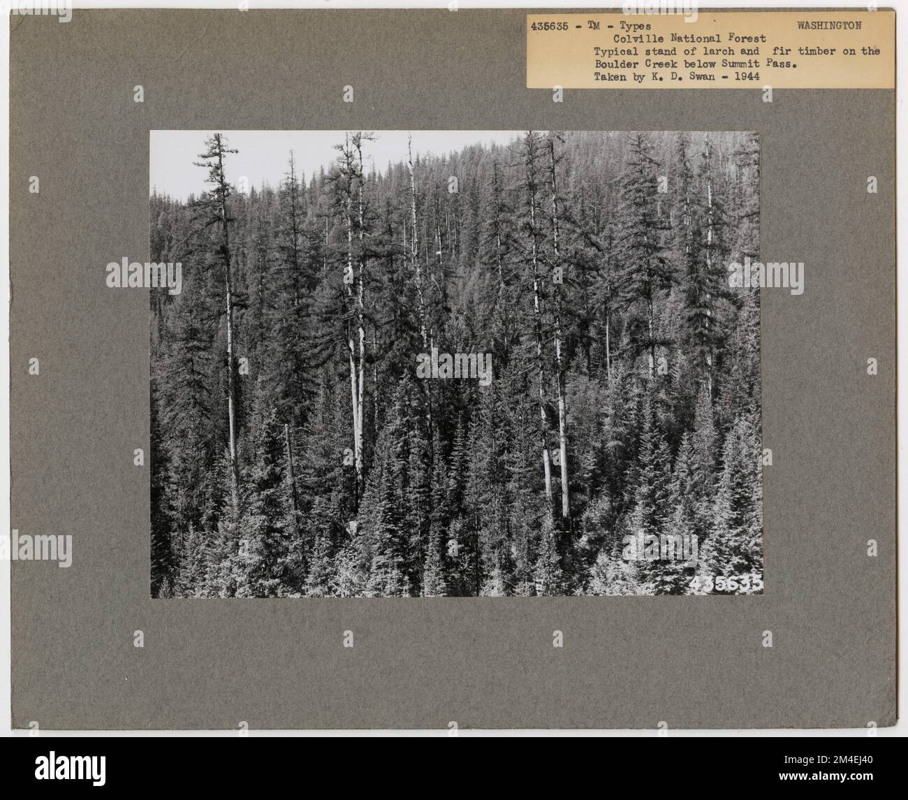 Timber Management: Types - Washington. Photographs Relating to National ...