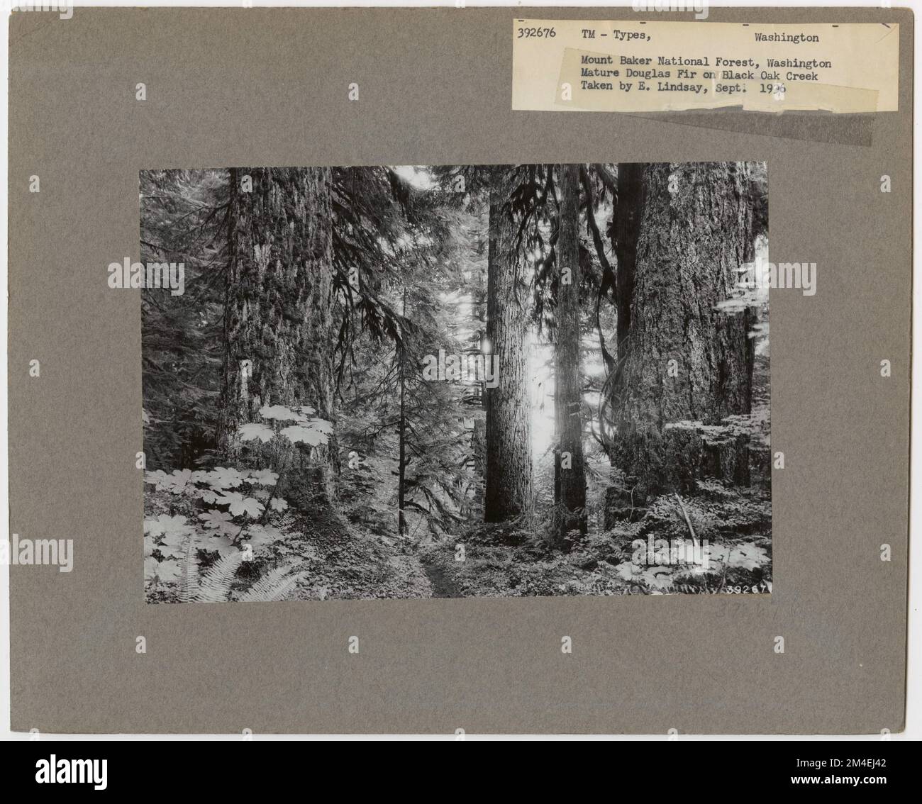 Timber Management: Types - Washington. Photographs Relating to National ...