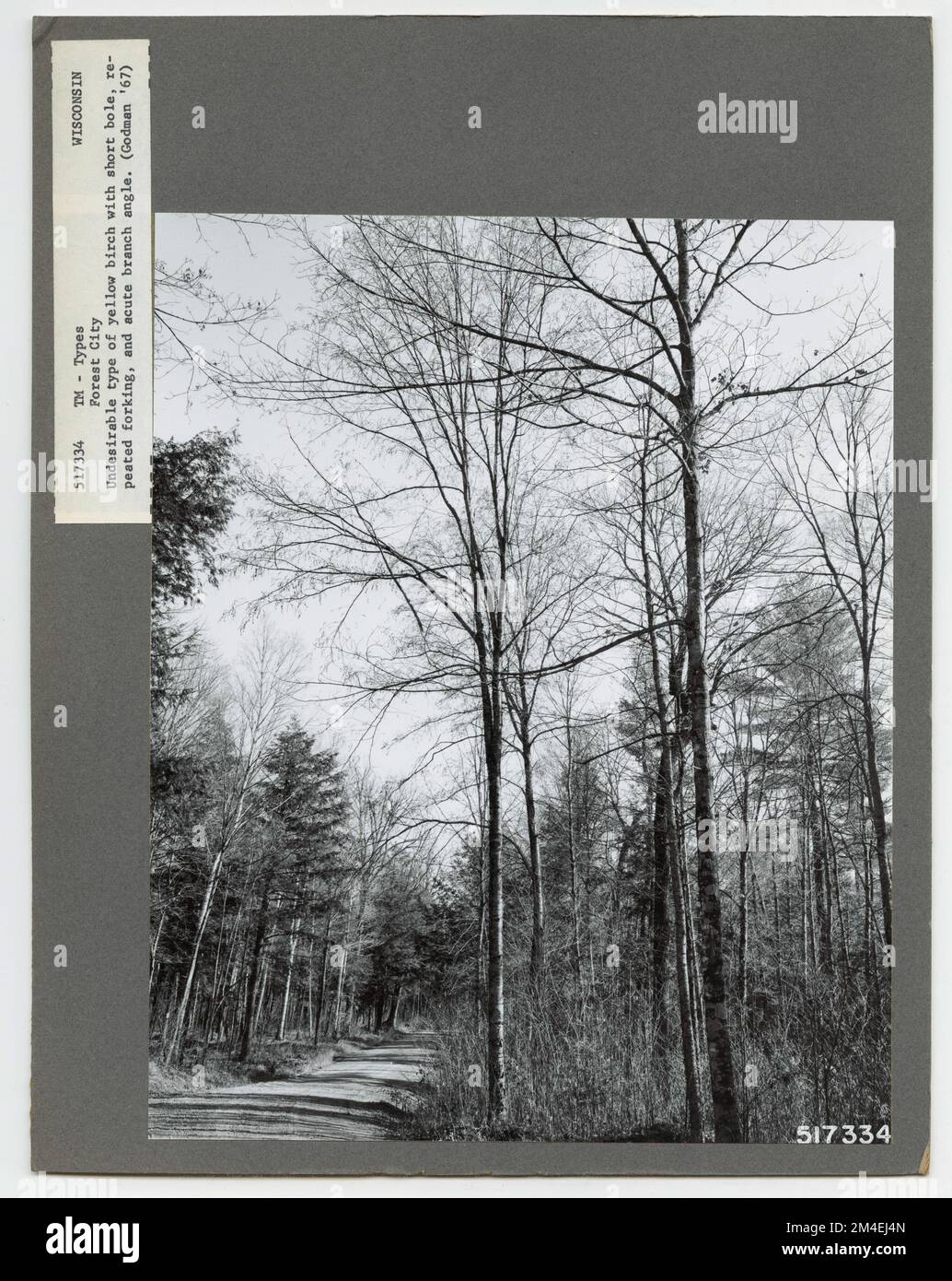Timber Management: Types - Wisconsin. Photographs Relating to National ...