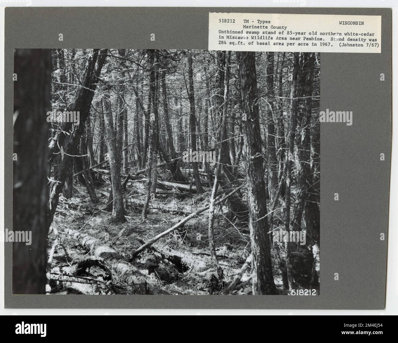Timber Management: Types - Wisconsin. Photographs Relating to National ...