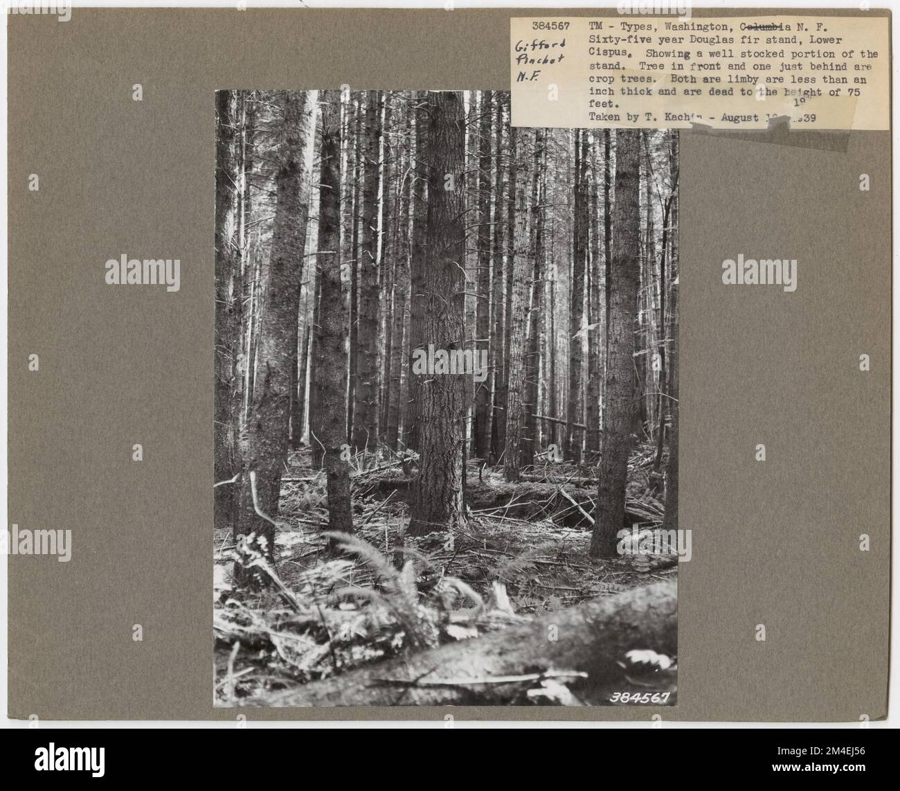 Timber Management: Types - Washington. Photographs Relating to National ...
