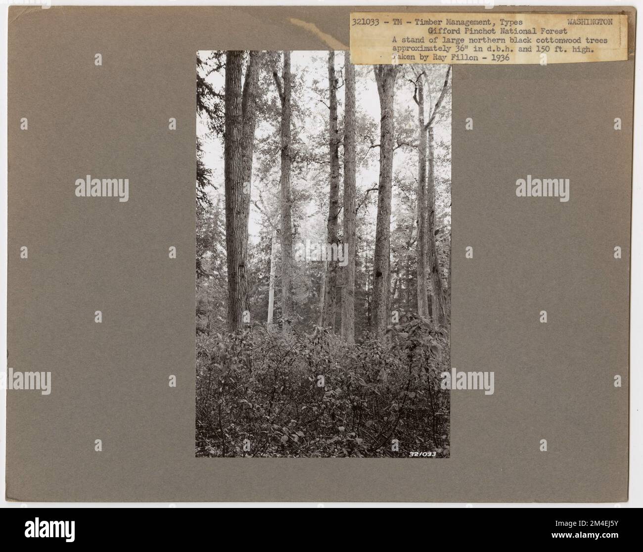Timber Management: Types - Washington. Photographs Relating to National ...