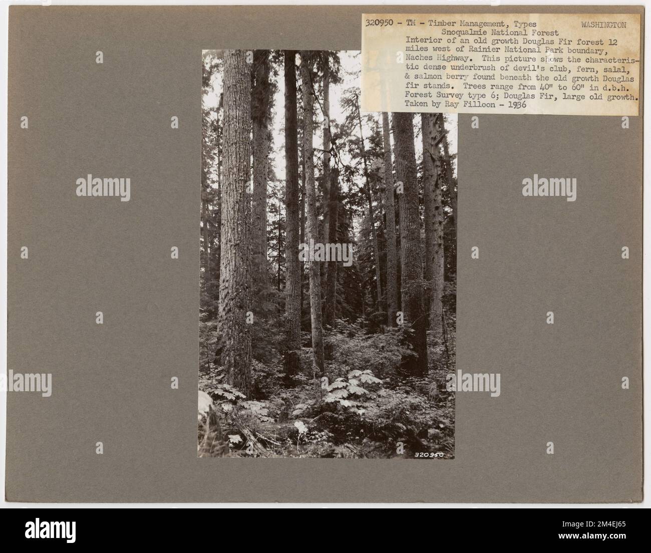 Timber Management: Types - Washington. Photographs Relating to National ...